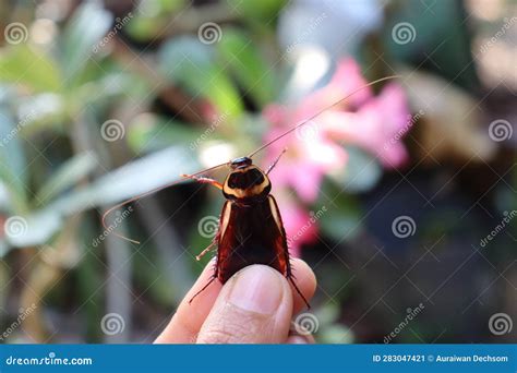 Cockroach On Human Hand Cockroaches In The Garden Stock Image Image