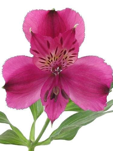 Саженцы альстромерии в Харькове Цветы в Харькове роза альстромерия саженцы роз