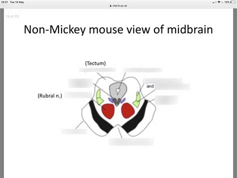 Midbrain Diagram Diagram Quizlet