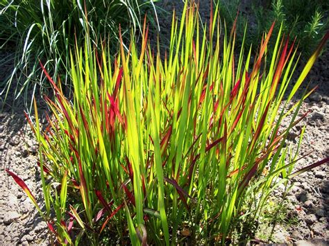 Imperate Cilíndrica Grama Foto Gratuita No Pixabay Pixabay