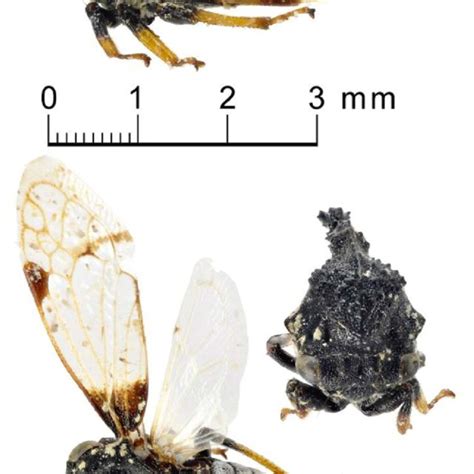 Hamma Simplex Gabon Ipassa Makokou M 500 0°3043n 12°4813e