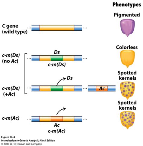 Solved Shown Below Is The Ds And Ac Elements Interacting