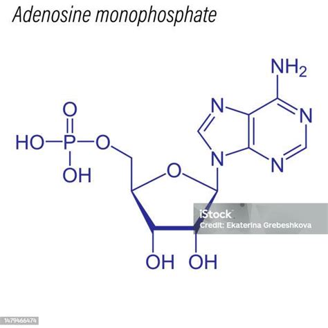 Vector Skeletal Formula Of Adenosine Monophosphate Chemical Molecule Stock Illustration