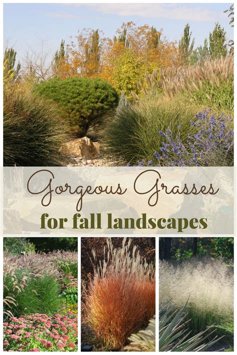 Gorgeous Grasses For Fall Landscapes