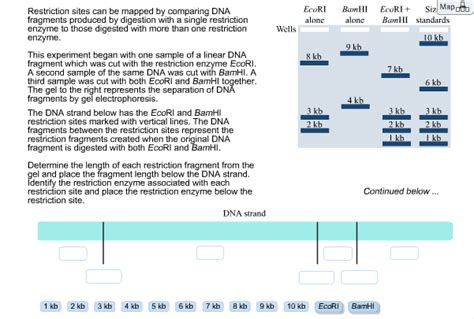Solved Ecoriba Ecori Map Restriction Sites Can Be Mapped By