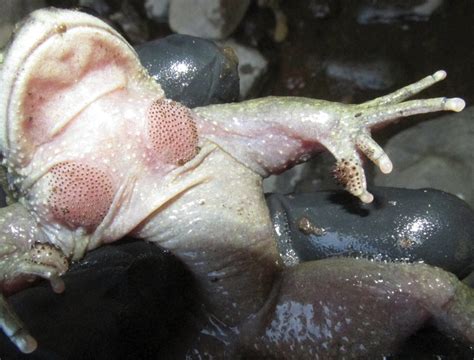 Frog Thought To Be Extinct For 130 Years Is Rediscovered Whats The Jam