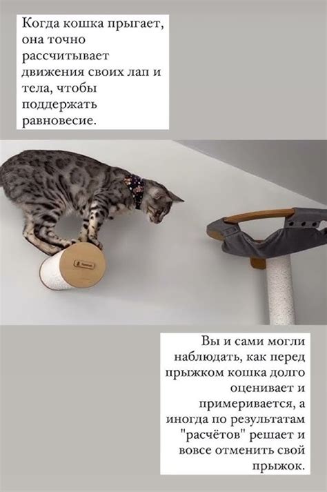 Как прыгает кошка Youtube