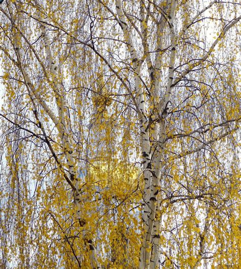 寺 正统 俄罗斯 Pixabay上的免费照片 Pixabay