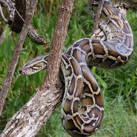 Invasive Python Species Taking Over Southern Florida