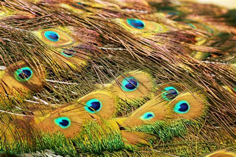Extreme Close Up Of Blue Adult Peacock Tails For Mating In Spring Stock