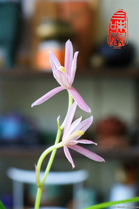 成都2021兰花展今年兰花展的兰花贵阳兰花展一亿元兰花大山谷图库