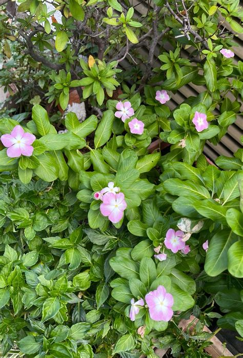 可憐 桂文枝オフィシャルブログ「トビウオの夢」powered By Ameba