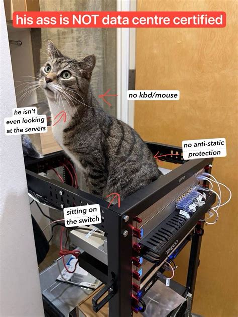 Cat Is Not Data Centre Certified Album On Imgur
