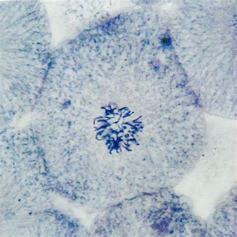 Mitosis Flashcards Quizlet
