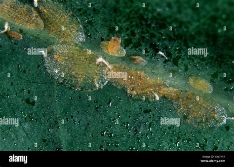 Brown Soft Scale Coccus Hesperidum Banque De Photographies Et Dimages