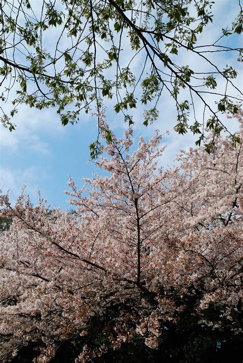 新宿御苑 Shinjuku Gyoen National Garden 新宿御苑 もともとは江戸時代に信濃高遠藩内藤 Flickr