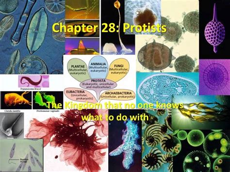 PPT Chapter 28 Protists PowerPoint Presentation Free Download ID 2189631