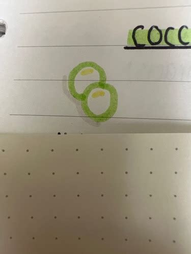 Bacteria Flashcards Quizlet