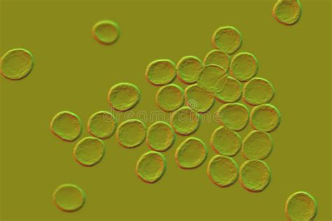 Bacteria Methicillin Resistant Staphylococcus Aureus Mrsa Stock Illustration Illustration Of