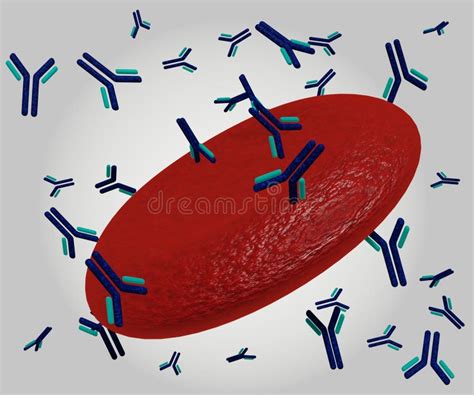 Eritrocitos Como Portadores De Anticuerpos Monoclonales Stock De Ilustración Ilustración De