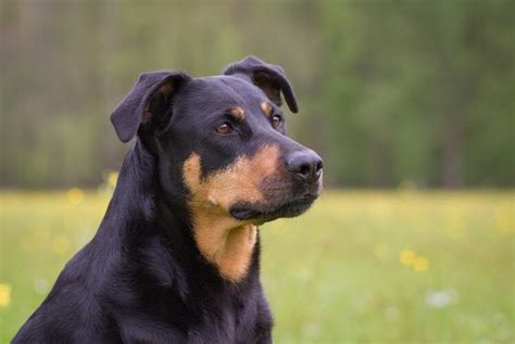 Rottweiler Chocolate Lab Mix