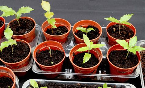 Holm Oaks How To I Plant Acorns And Grow Trees From Scratch All About