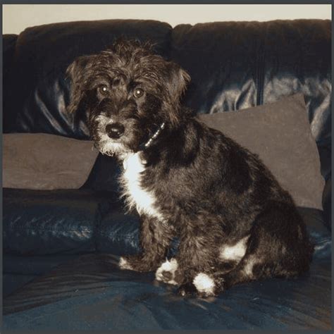 Mini Jackapoo Dog Breed Info Lifespan Care And Feeding