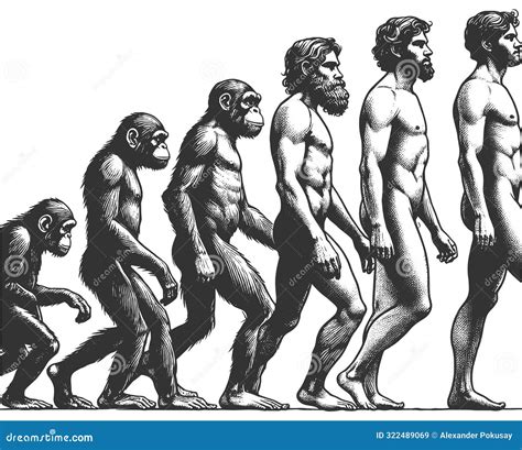 Evolution Man From Ape To Human Engraving Raster Stock Image Image Of