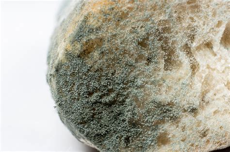 Moho En El Pan Sobre Un Fondo Blanco Primer Plano El Peligro De Los