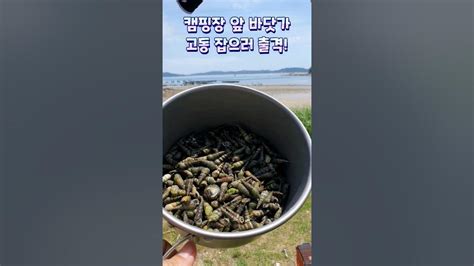 태안 바다뷰 캠핑장고동 잡기바닷가에 쓰레기 버리지 말아주세요 Youtube