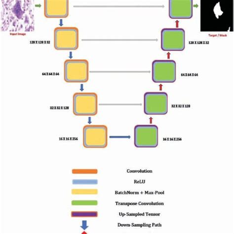 U Net Architecture For Measles Download Scientific Diagram