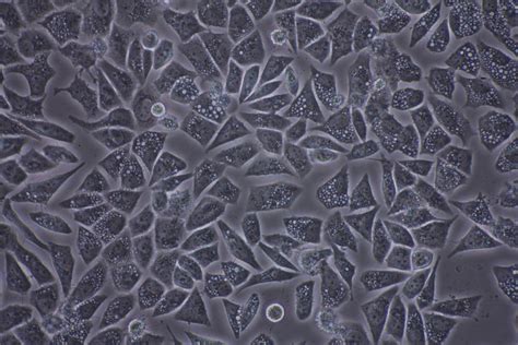 GitHub Jerpin Cell Segmentation Using Image Processing This Project Is To Use Image