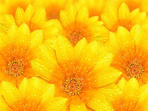 Yellow Flower Hd Wallpapers Top Free Yellow Flower Hd Backgrounds