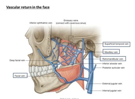 Mastication And Temporal Fossa Anatomy Flashcards Quizlet