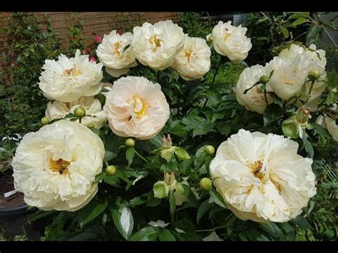 Цветение пиона Пастелеганс (Pastelegance) у меня в саду. Видео. - YouTube