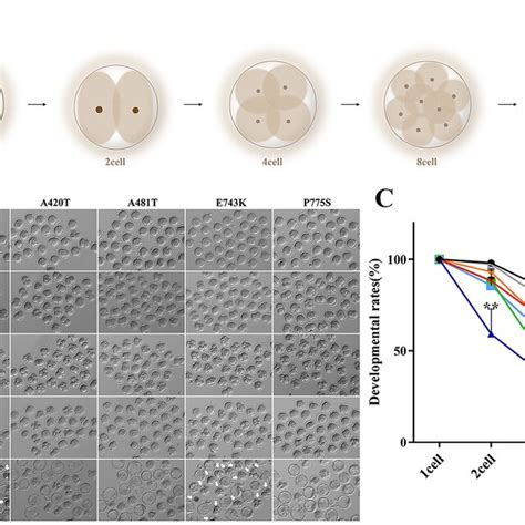Effects Of Nlrp7 Variants On Oocyte Quality A Diagram Showing The
