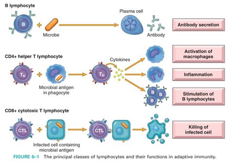 Lymphocytes Action Diagram