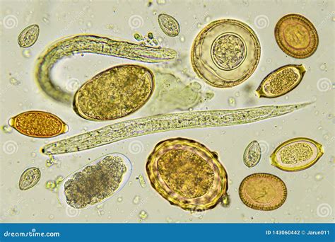 Parasite Egg In Stool