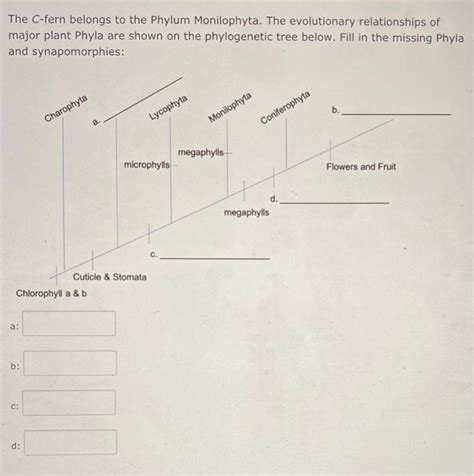 Solved The C Fern Belongs To The Phylum Monilophyta The