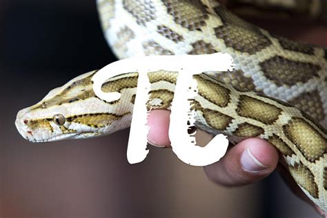 Facts About Pi Fascinating Facts Behind The Mystery Of Pi Reader S Digest
