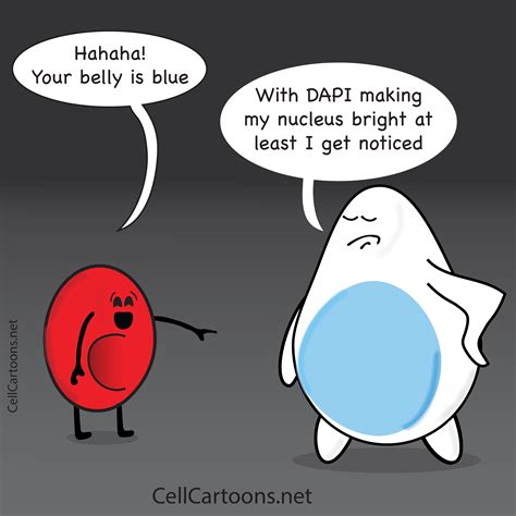 Dapi Cell Cartoons