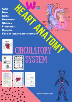 Circulatory System Label By Worksheetzone Teachers Pay Teachers