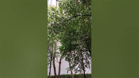 🌳바람 부는 날 흔들리는 나무 🎶클래식 음악 Youtube