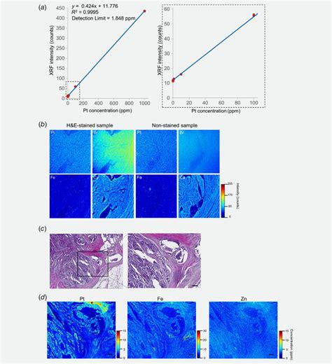 Synchrotron Radiation X Ray Fluorescence Sr Xrf Imaging Of Rectal