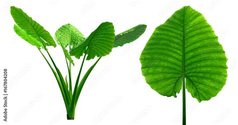 Big Flat Leaf Isolated On White Background Glossy Green Line Natural Texture Fresh Palm