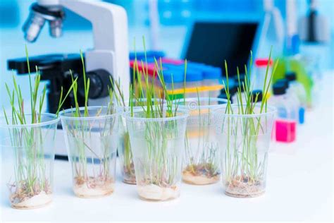 Assessing The Growth Rate Of Plants Exposed To Different Levels Of Co2 Stock Image Image Of