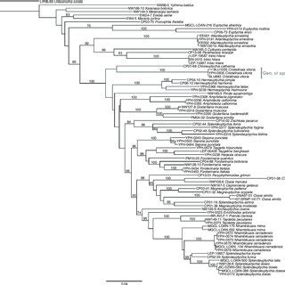Maximum Likelihood Consensus Tree Showing The Phylogenetic