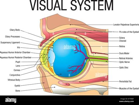 Chart Of Visual System With Parts Name Vector Image Stock Vector