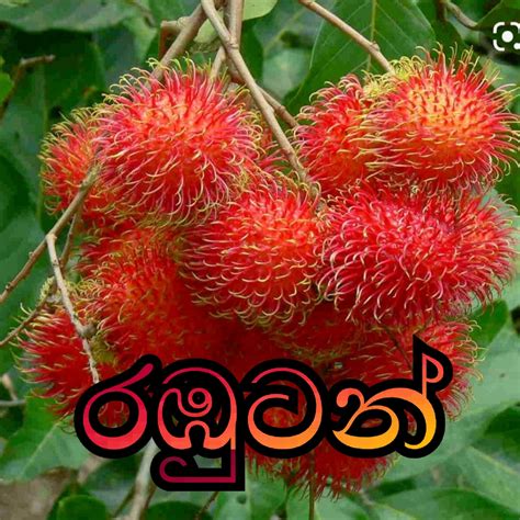 Reshani Teacher ර අකුරෙන් ආරම්භ වන වචන ඉගෙන ගනිමු