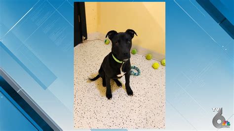 Euthanized Puppy Comes Back To Life Up For Adoption At Quad Cities Shelter